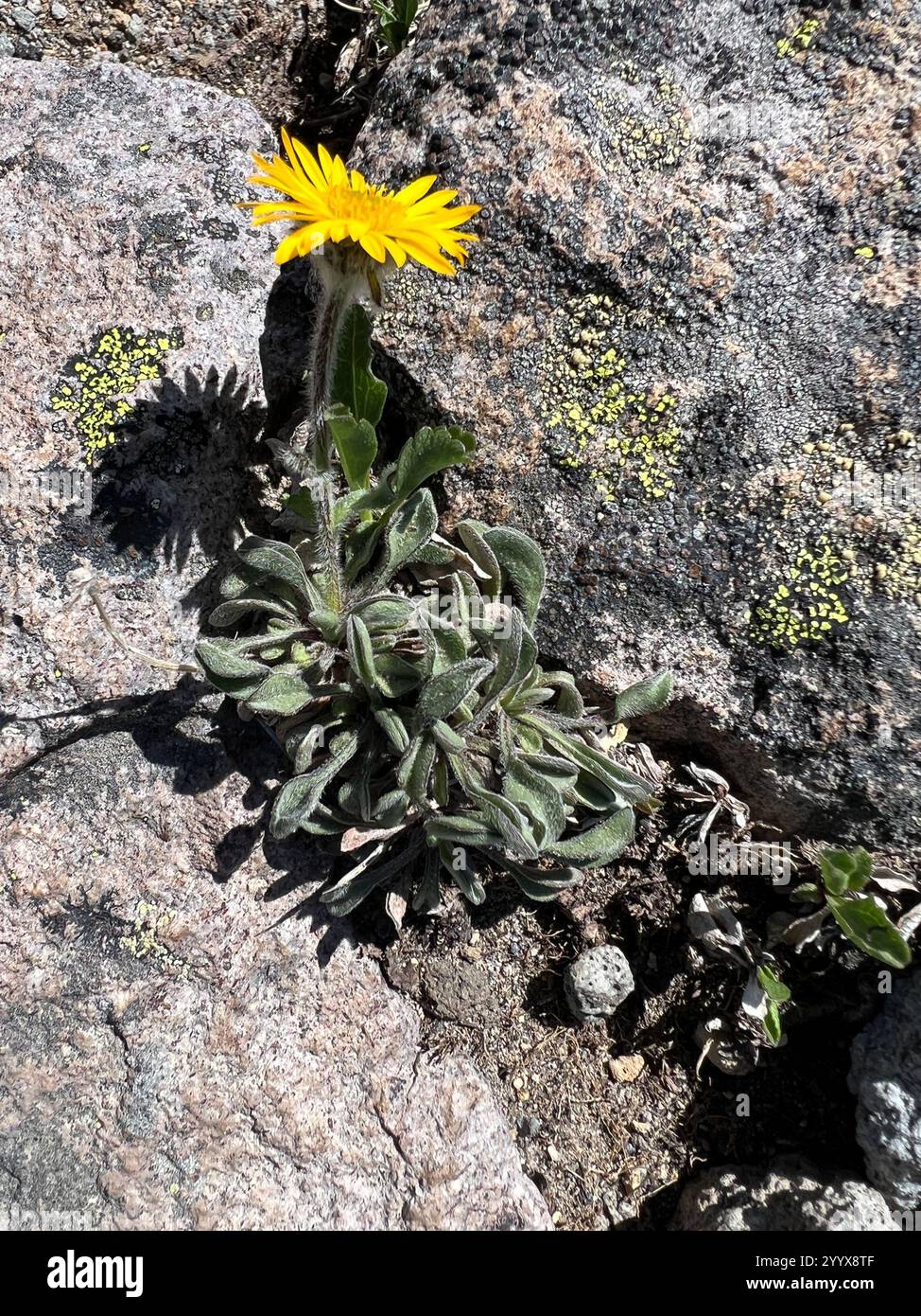 Alpine Yellow Fleabane (Erigeron aureus Stock Photo - Alamy