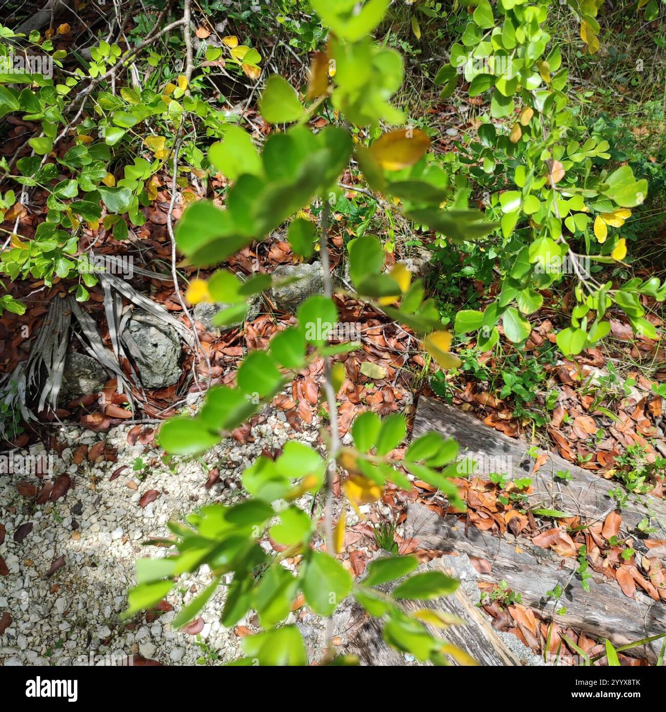 Bloodwood Tree (Haematoxylum campechianum Stock Photo - Alamy