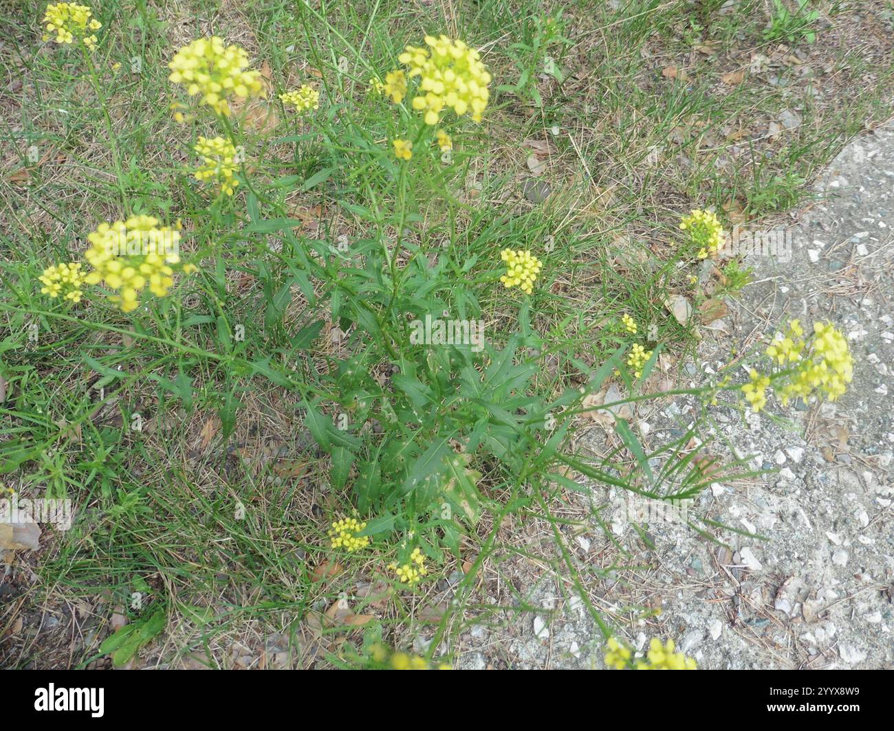 False london rocket hi-res stock photography and images - Alamy