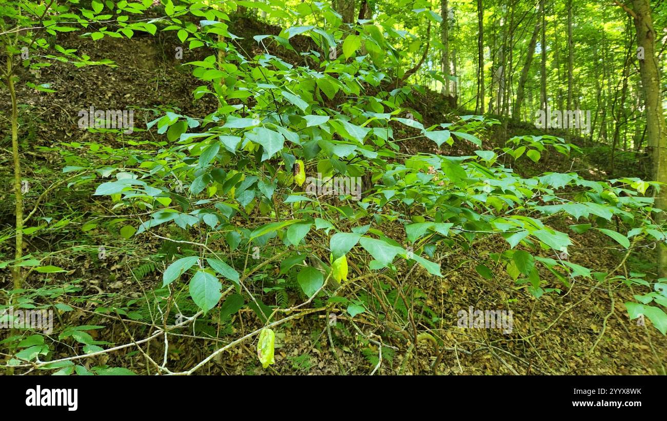 American bladdernut (Staphylea trifolia Stock Photo - Alamy