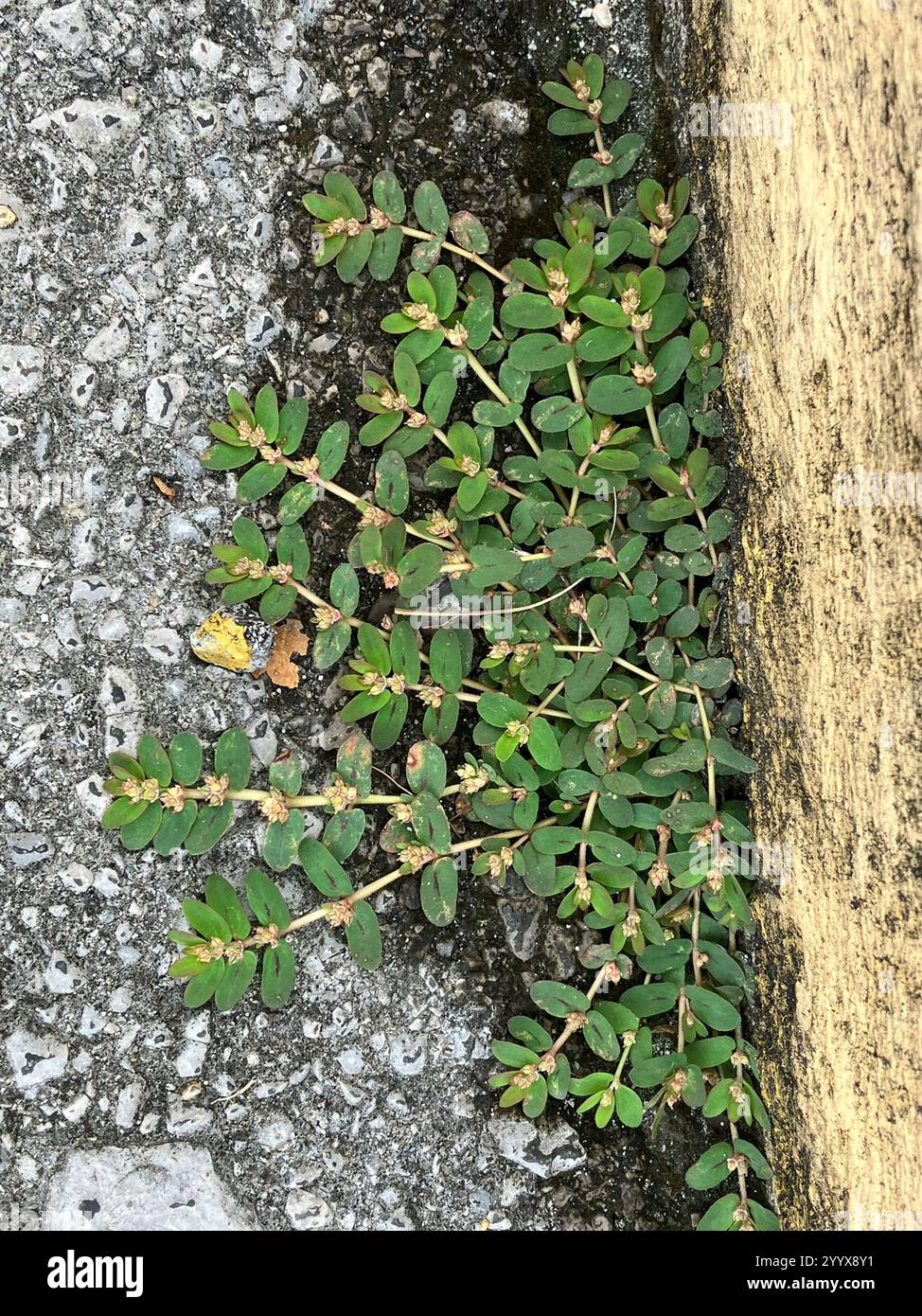 Red Caustic-creeper (Euphorbia thymifolia Stock Photo - Alamy