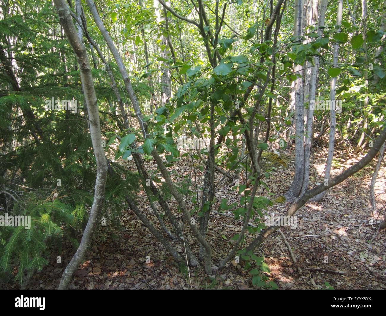Green alder alnus alnobetula hi-res stock photography and images - Alamy