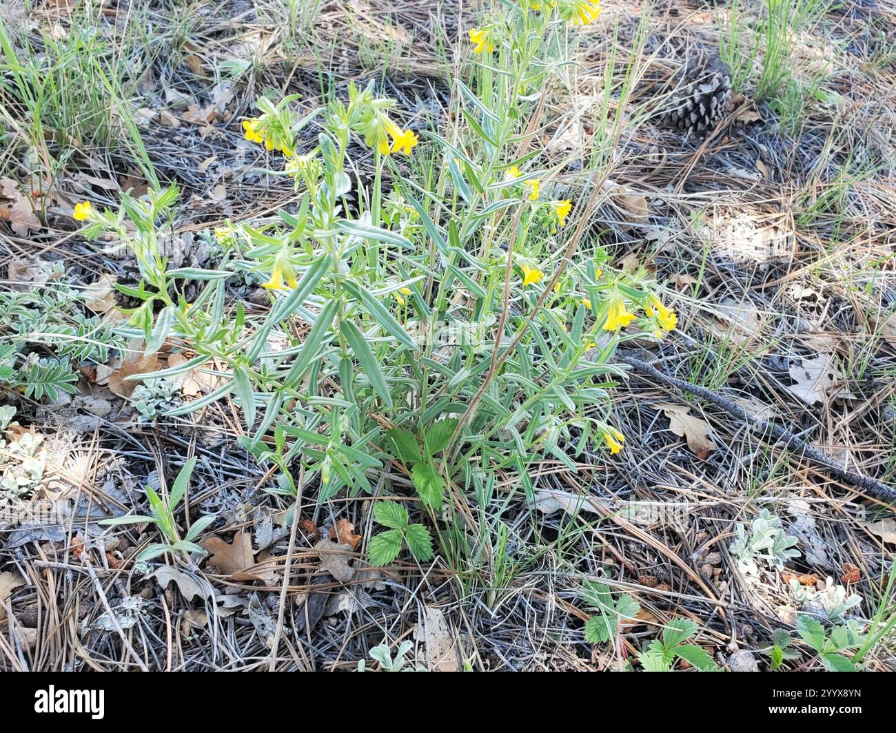 manyflowered gromwell (Lithospermum multiflorum Stock Photo - Alamy