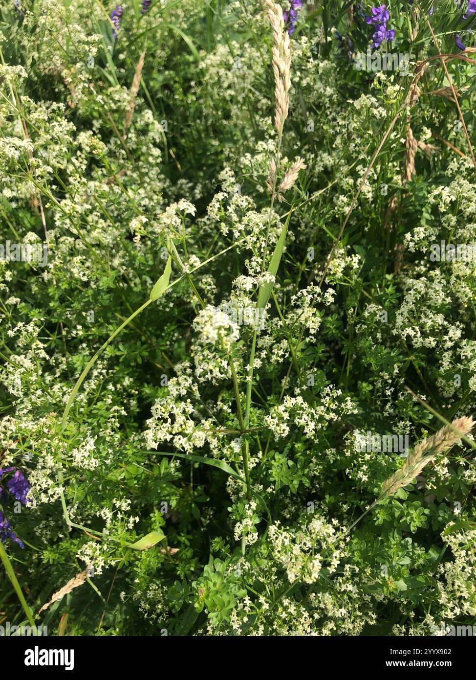 white bedstraw (Galium album Stock Photo - Alamy