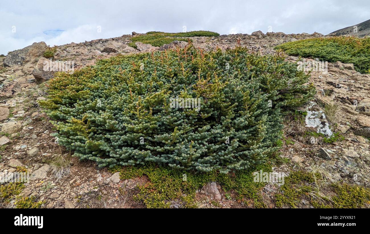 subalpine fir (Abies lasiocarpa Stock Photo - Alamy