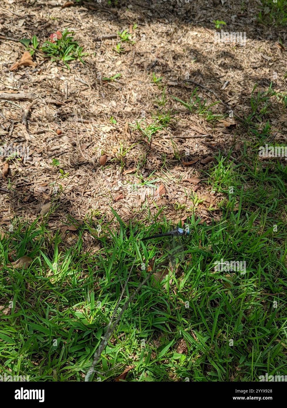Great Blue Skimmer (Libellula vibrans Stock Photo - Alamy