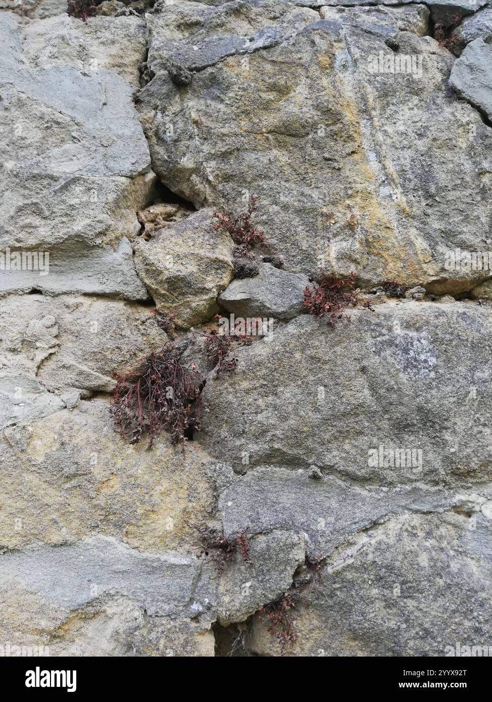 wall-rue (Asplenium ruta-muraria Stock Photo - Alamy