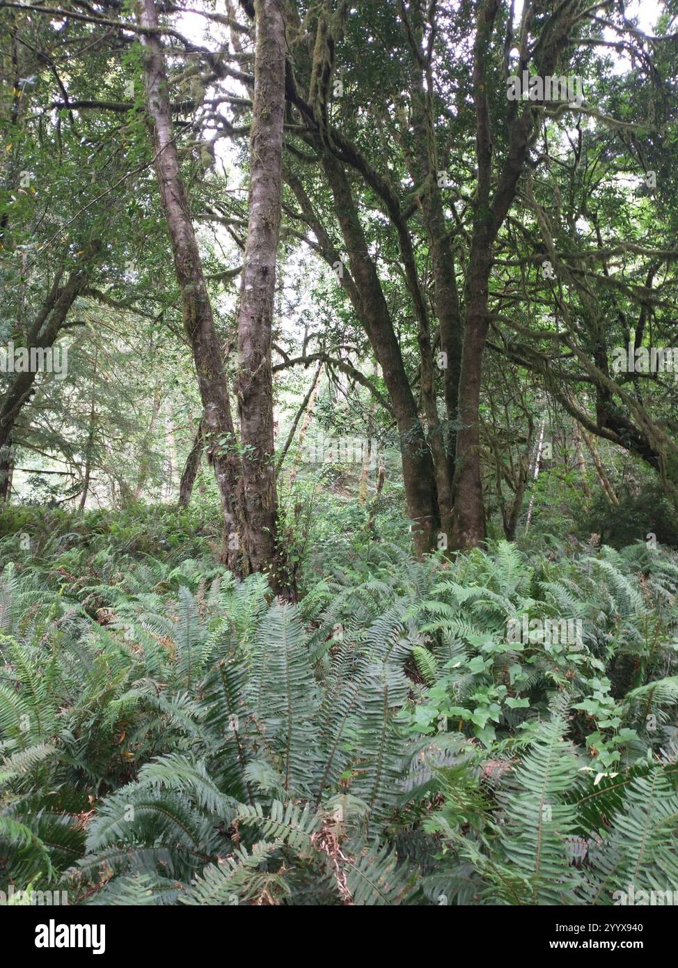western sword fern (Polystichum munitum Stock Photo - Alamy