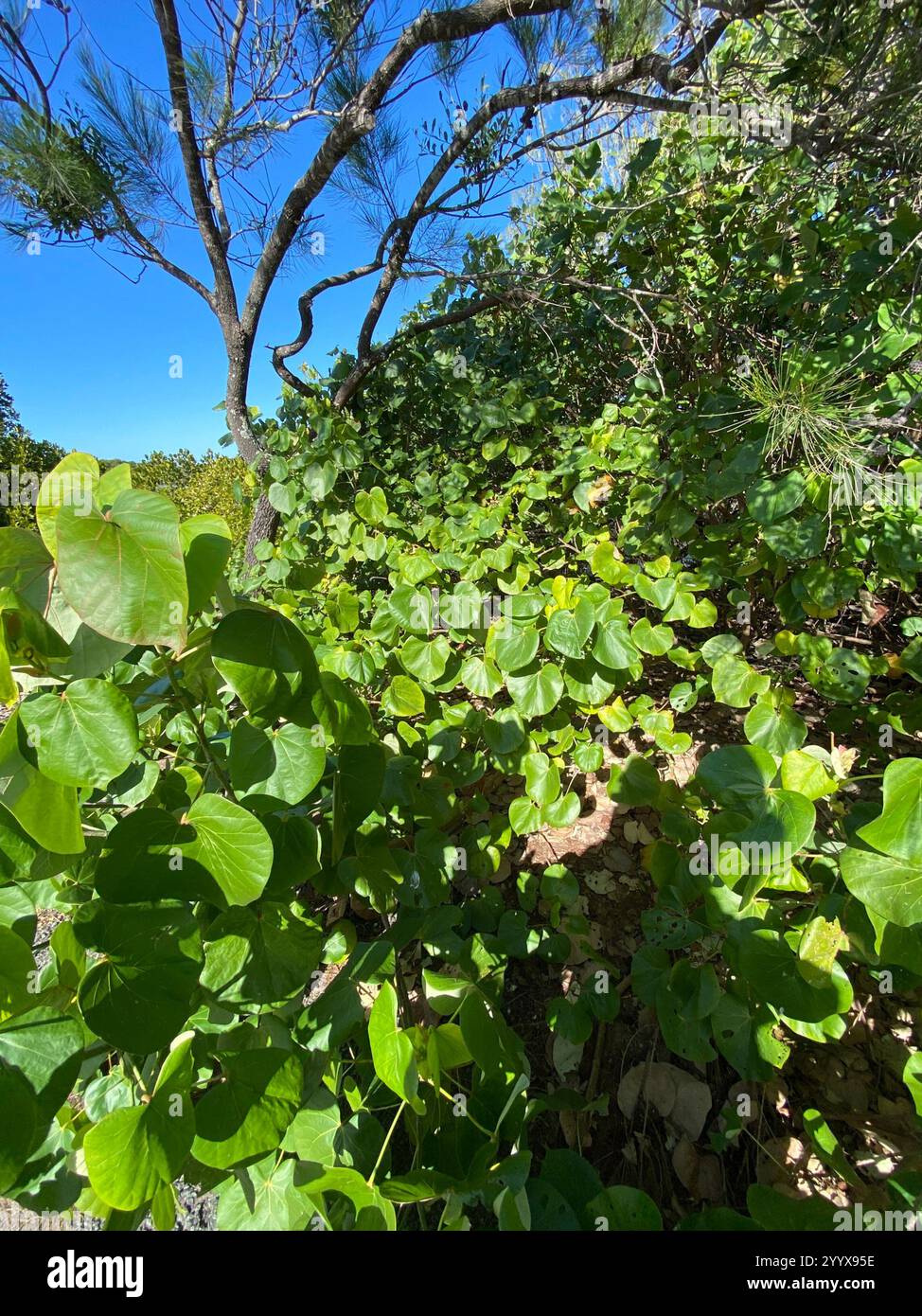 sea hibiscus (Hibiscus tiliaceus Stock Photo - Alamy