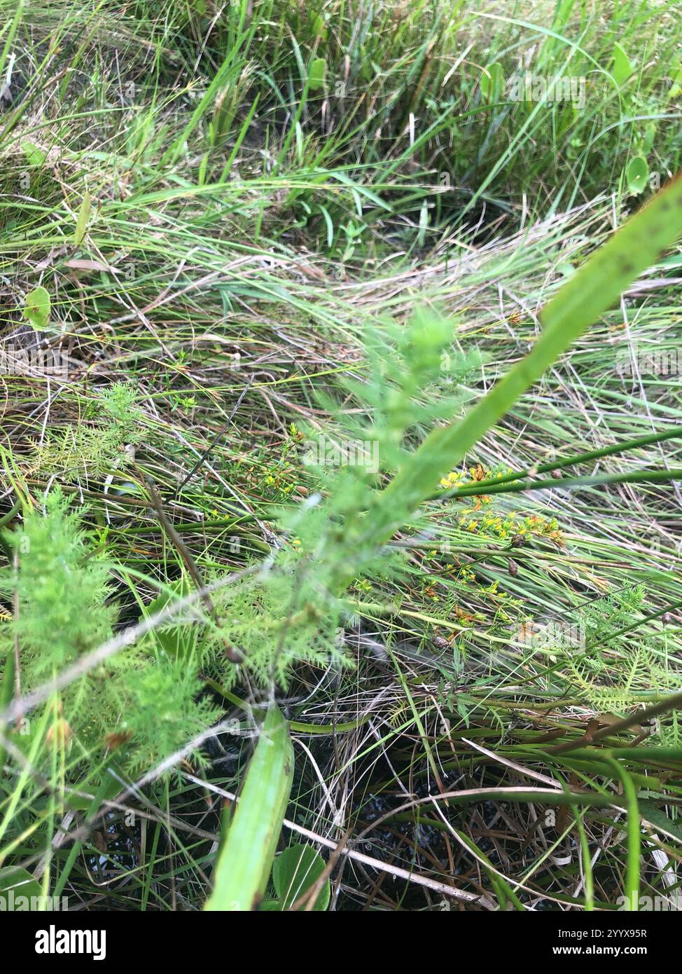 combleaf mermaidweed (Proserpinaca pectinata Stock Photo - Alamy