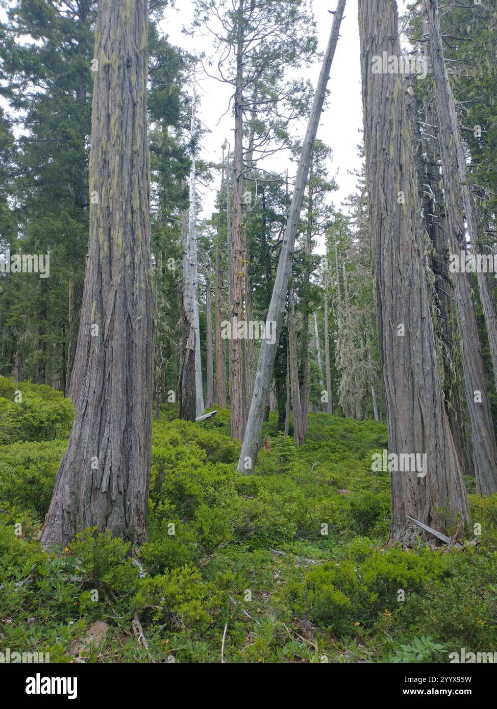huckleberry oak (Quercus vacciniifolia Stock Photo - Alamy