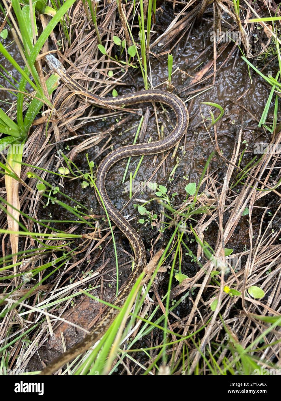 Wandering Garter Snake (Thamnophis elegans vagrans Stock Photo - Alamy