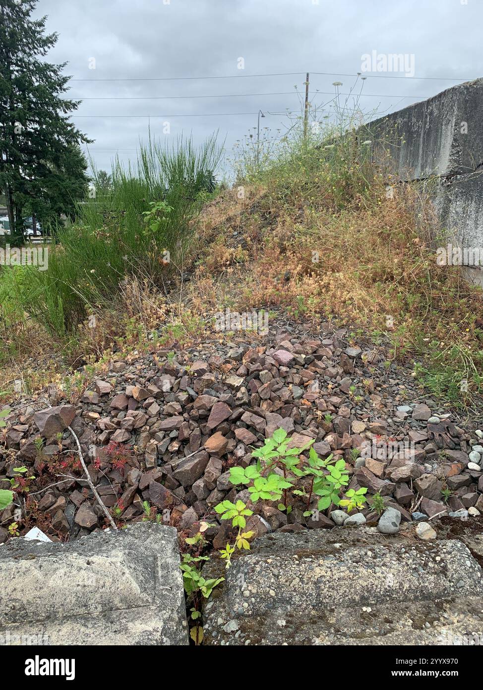 grand collomia (Collomia grandiflora Stock Photo - Alamy
