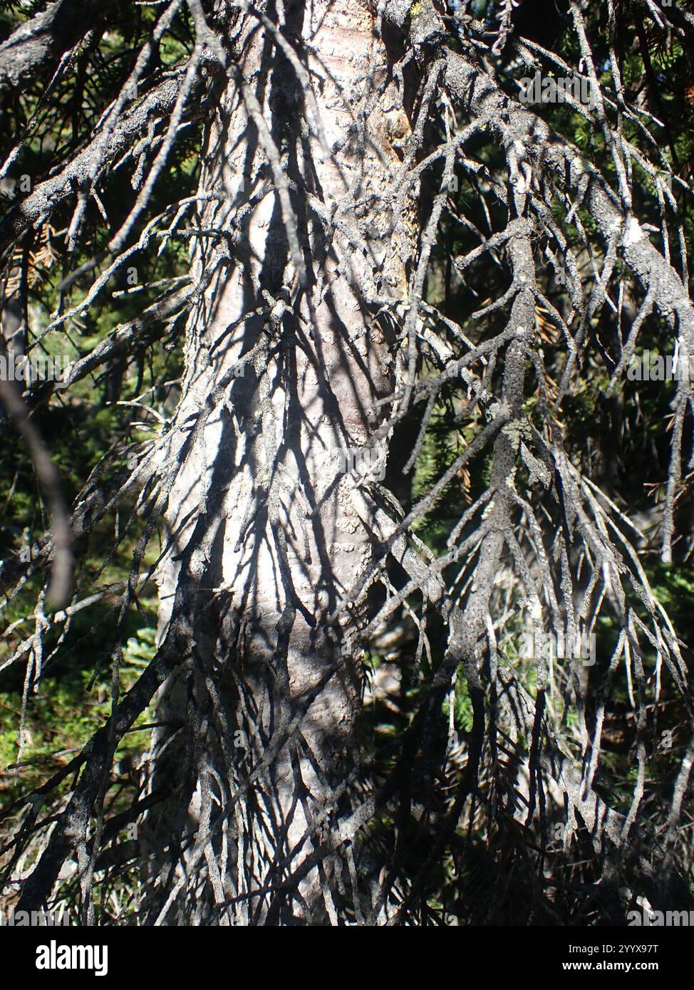 subalpine fir (Abies lasiocarpa Stock Photo - Alamy