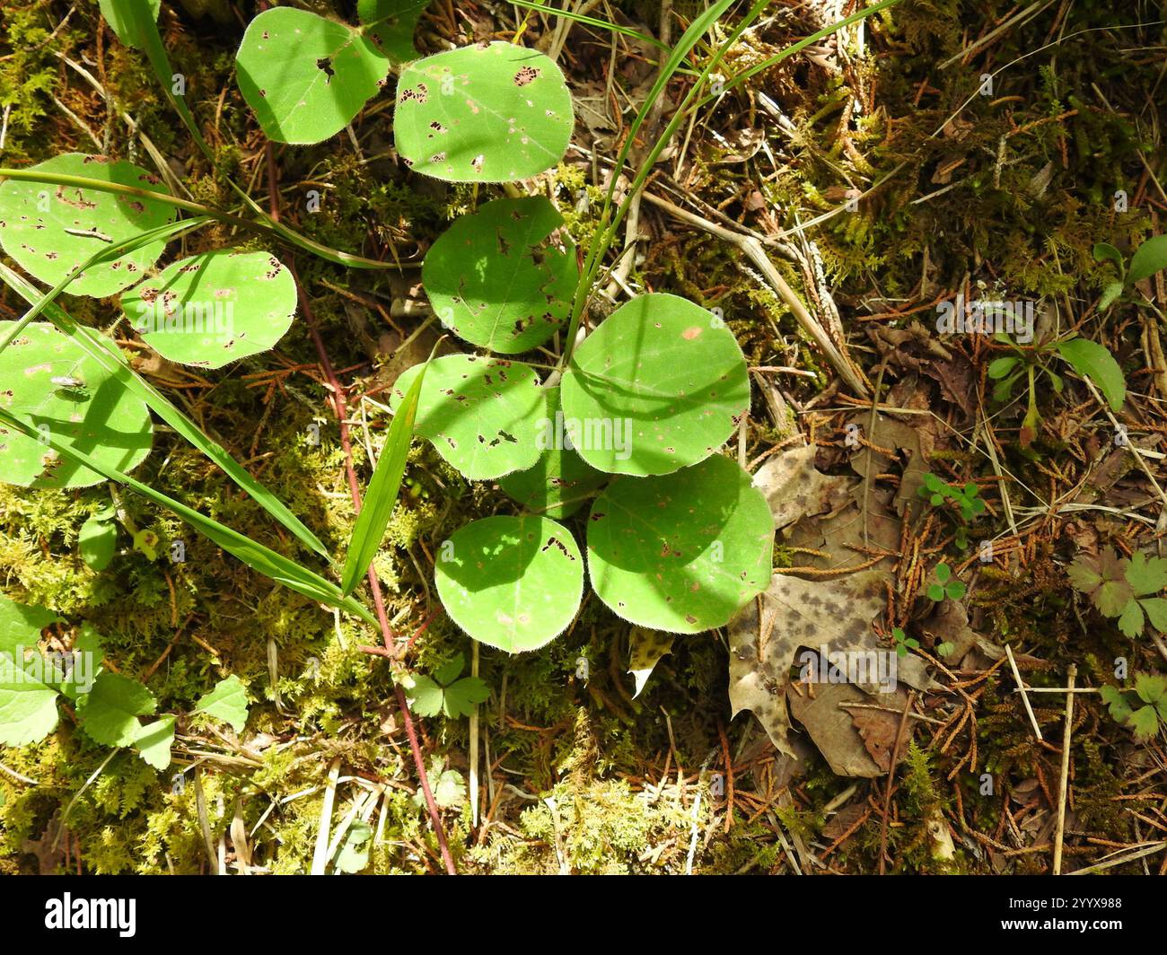 Round-leaved Trailing Tick-trefoil (Desmodium rotundifolium Stock Photo ...