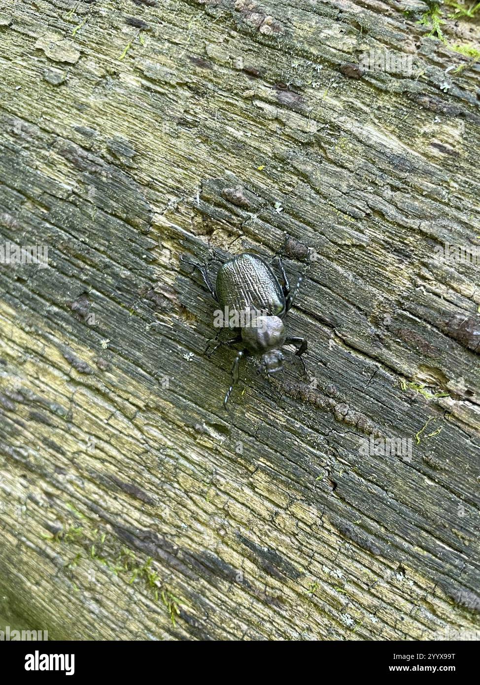 Rough Hermit Beetle (Osmoderma scabra Stock Photo - Alamy