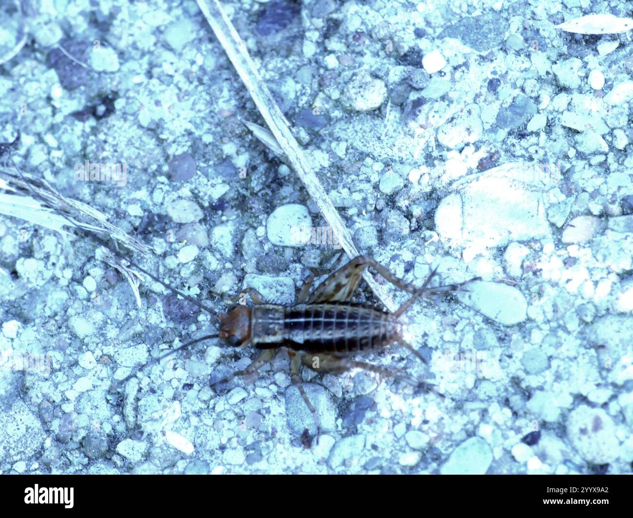 Robust Ground Crickets (Allonemobius Stock Photo - Alamy