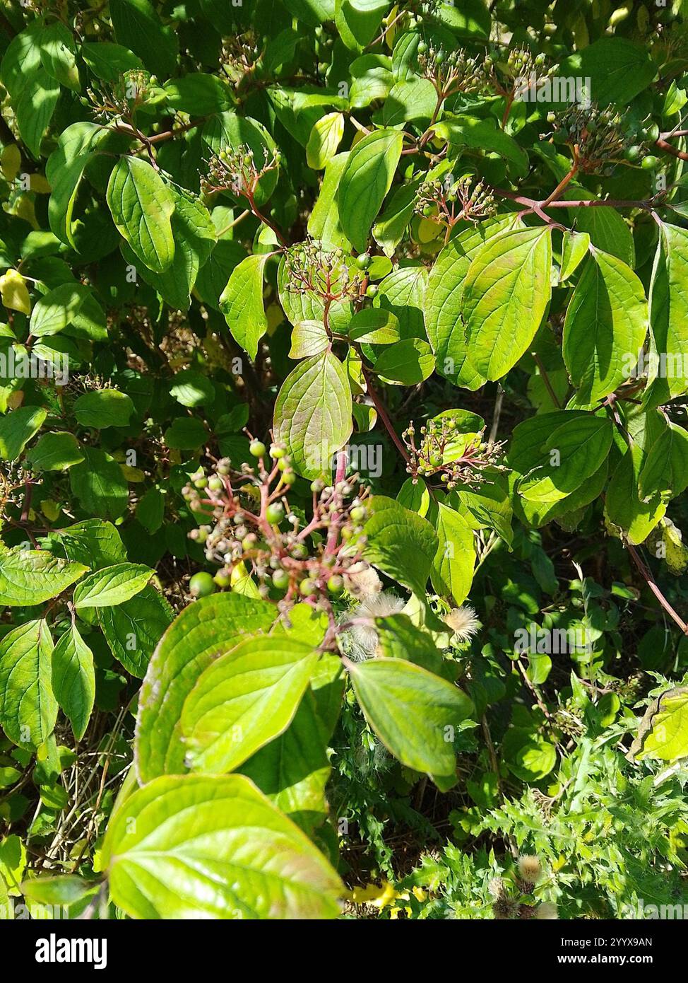common dogwood (Cornus sanguinea Stock Photo - Alamy