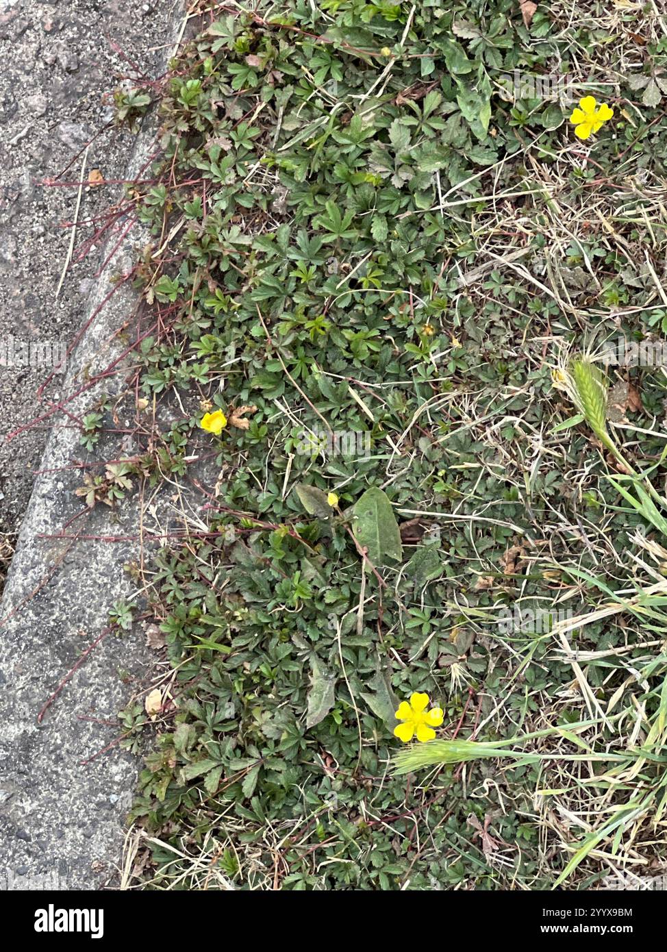 Creeping cinquefoil (Potentilla reptans Stock Photo - Alamy