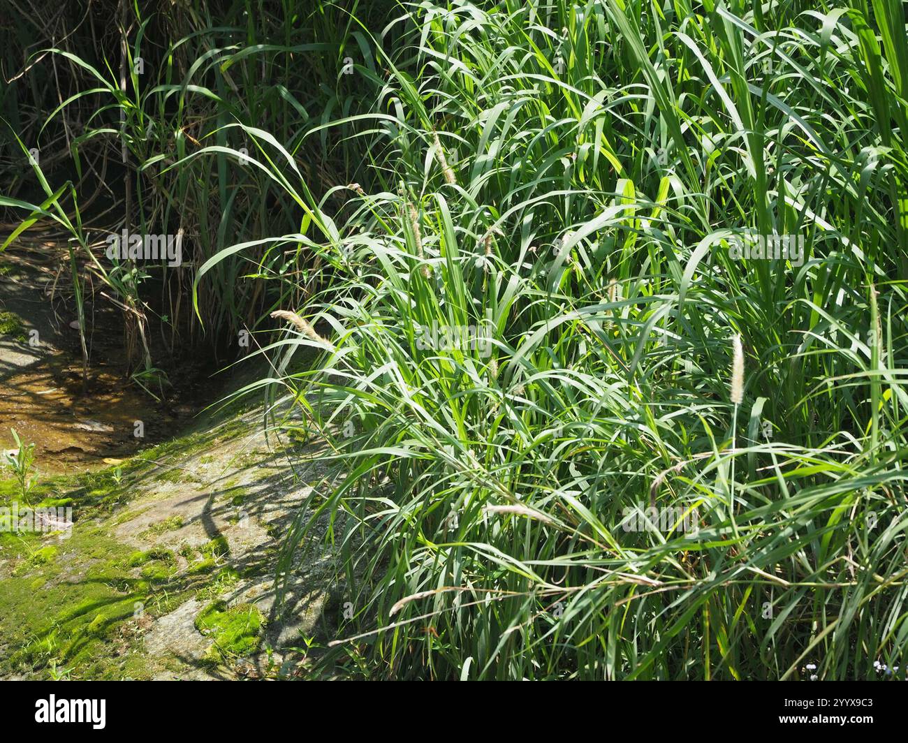 napier grass (Cenchrus purpureus Stock Photo - Alamy
