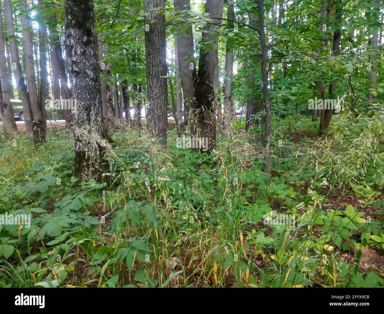 Wood Millet (Milium effusum Stock Photo - Alamy
