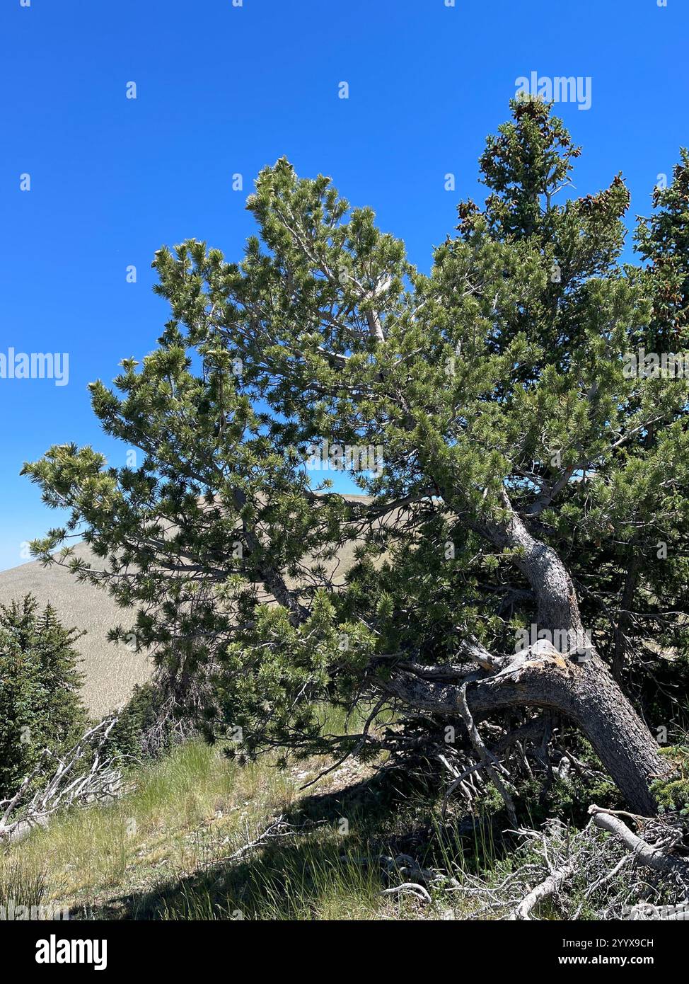 limber pine (Pinus flexilis Stock Photo - Alamy