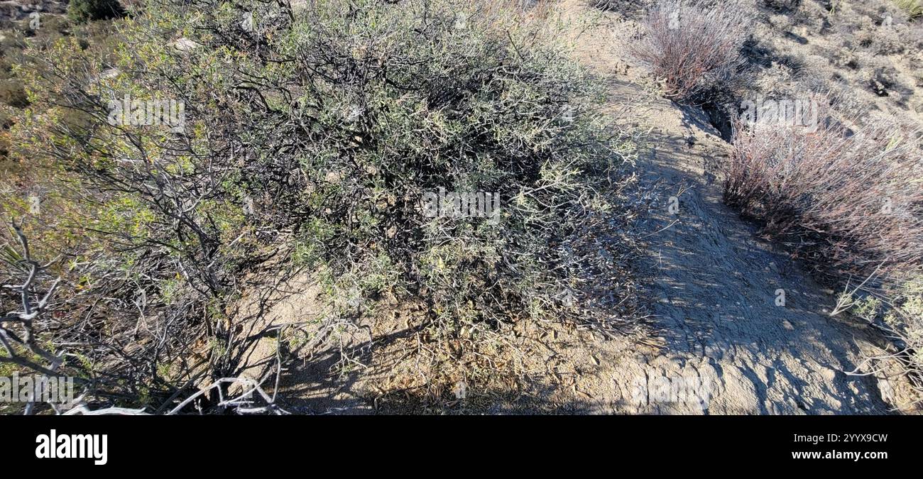 Bladderpod (Cleomella arborea Stock Photo - Alamy