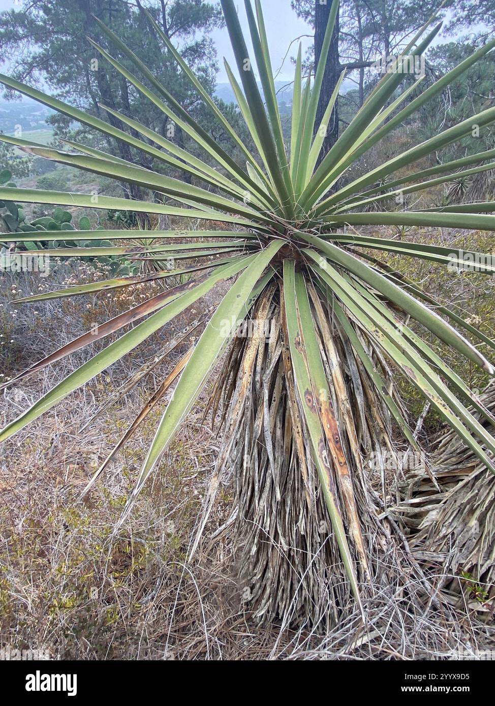 Mojave Yucca (Yucca schidigera Stock Photo - Alamy