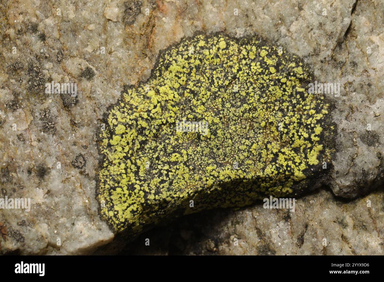 yellow map lichen (Rhizocarpon geographicum Stock Photo - Alamy