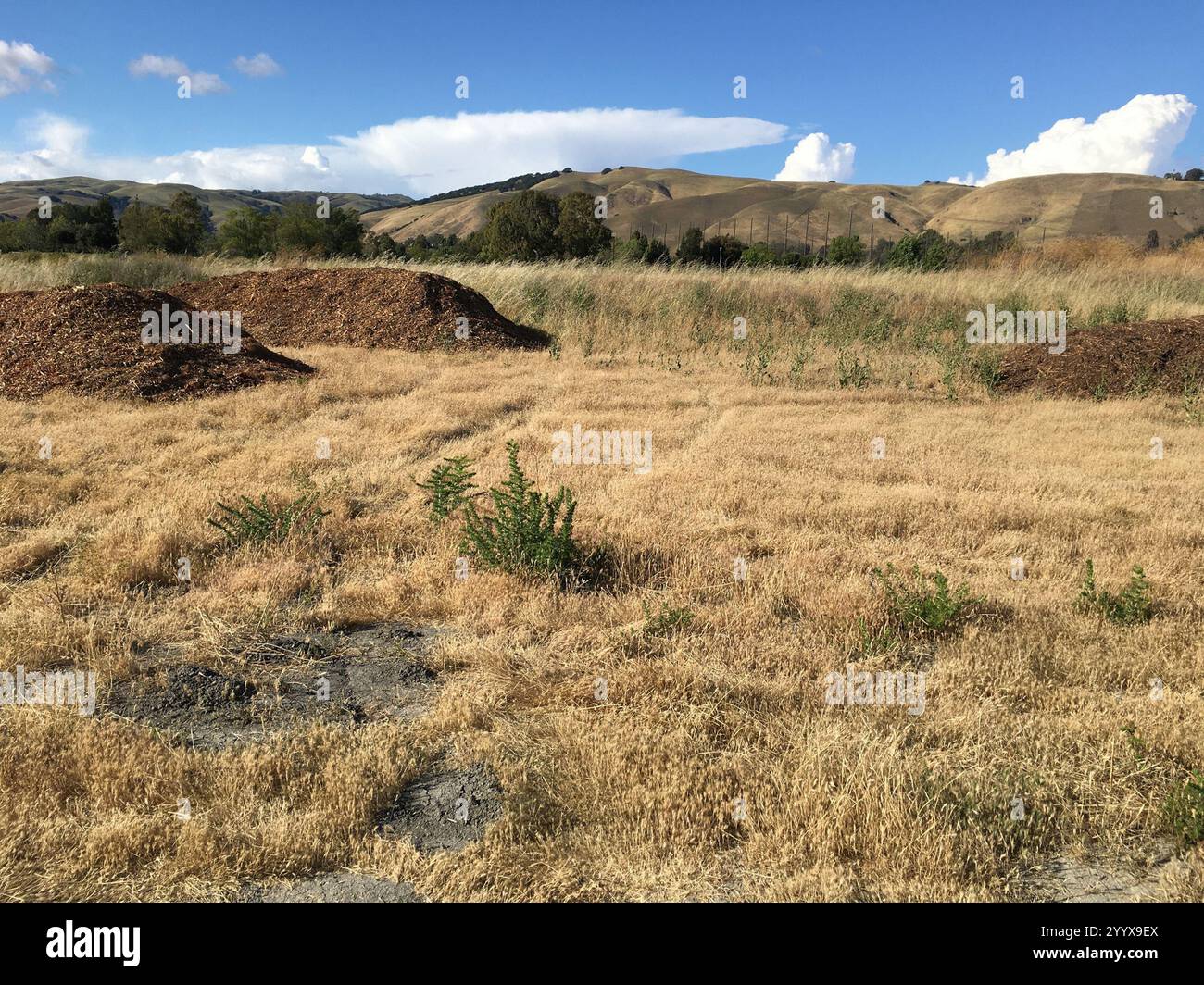 Common Spikeweed (Centromadia pungens pungens Stock Photo - Alamy