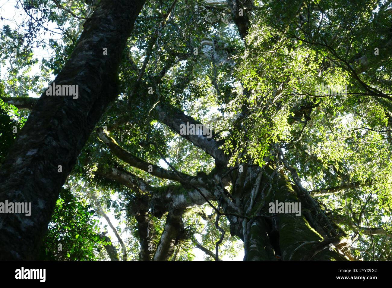 mulberry and fig family (Moraceae Stock Photo - Alamy