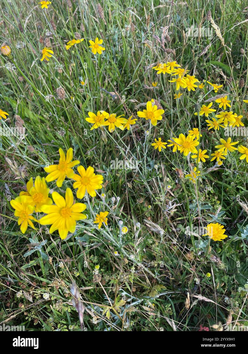 common woolly sunflower (Eriophyllum lanatum Stock Photo - Alamy