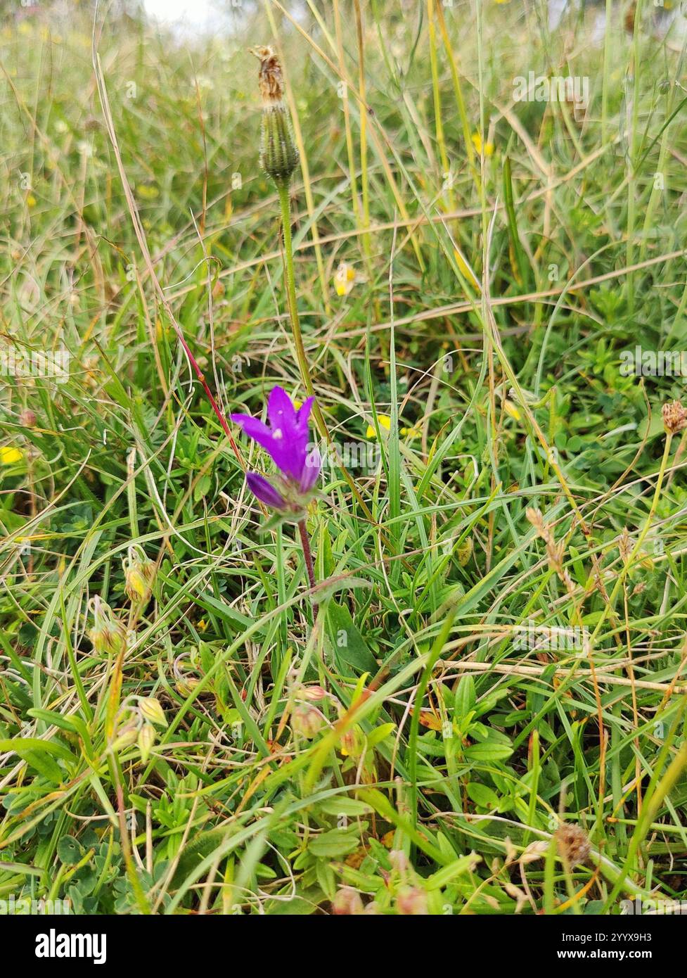 clustered bellflower (Campanula glomerata Stock Photo - Alamy
