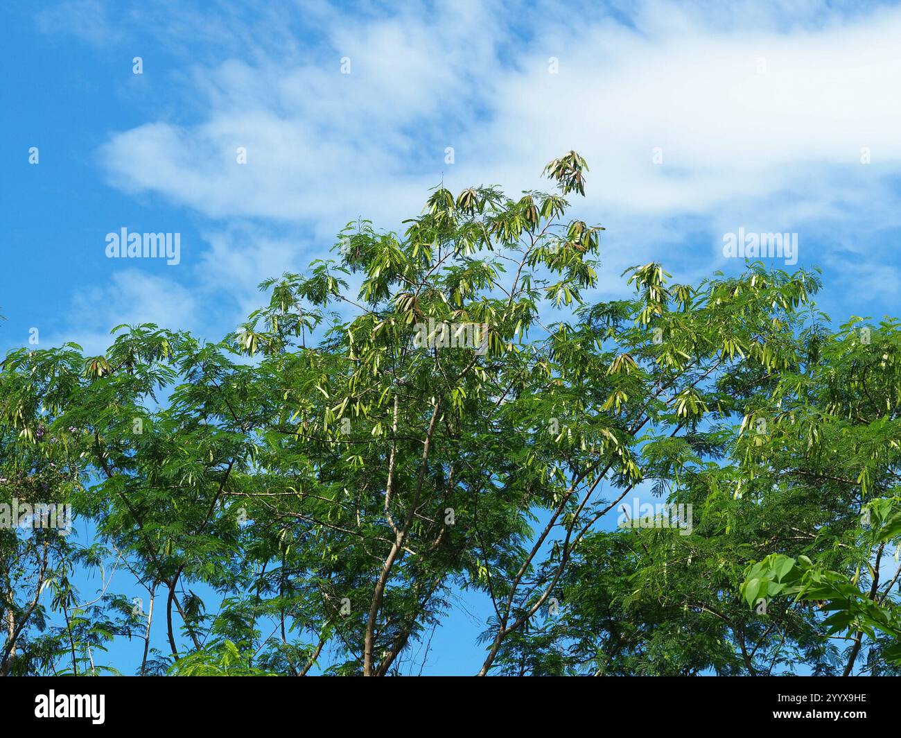 White leadtree (Leucaena leucocephala Stock Photo - Alamy