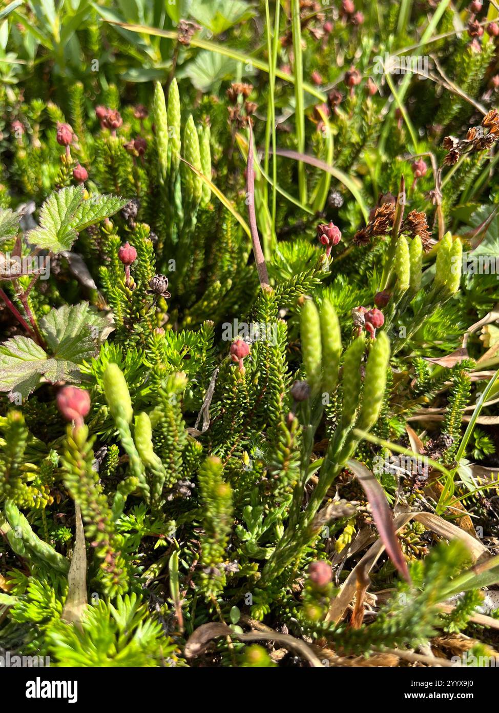 alpine clubmoss (Diphasiastrum alpinum Stock Photo - Alamy