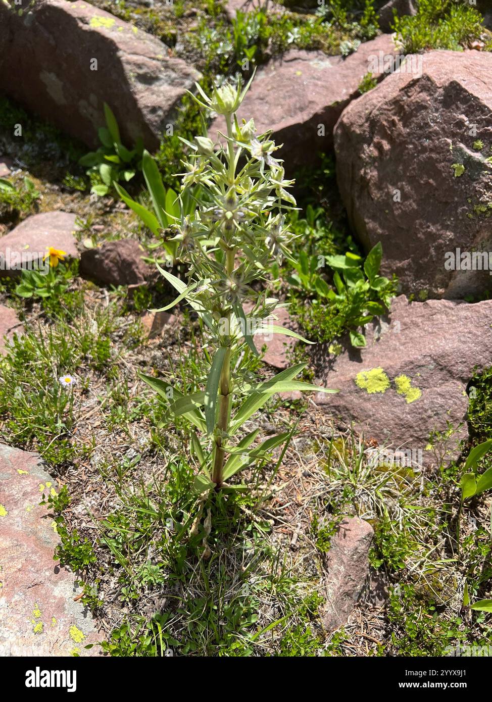 monument plant (Frasera speciosa Stock Photo - Alamy