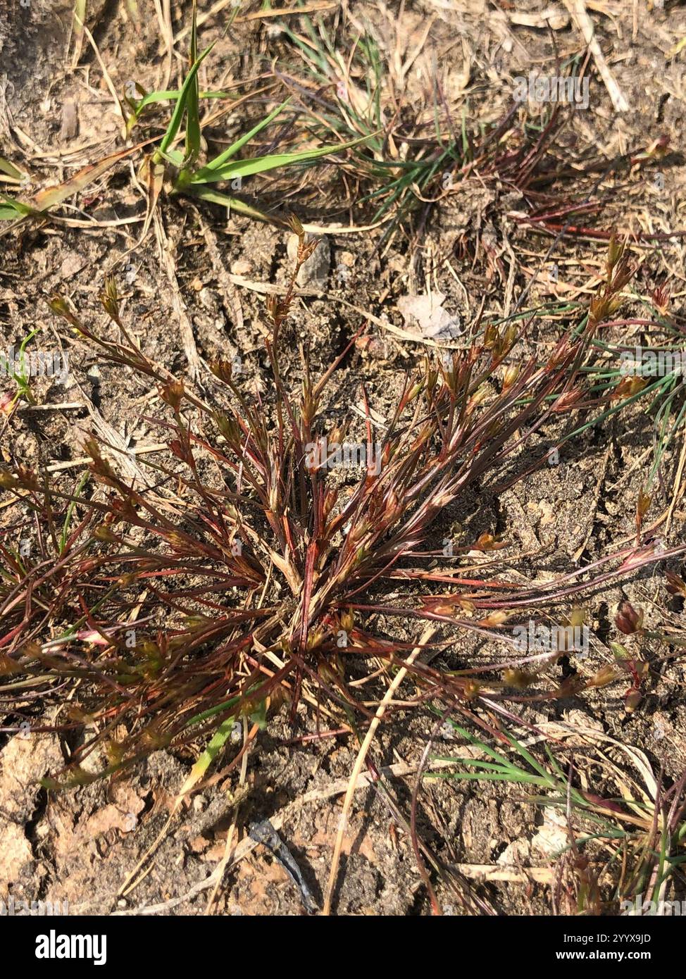 Toad rush (Juncus bufonius Stock Photo - Alamy
