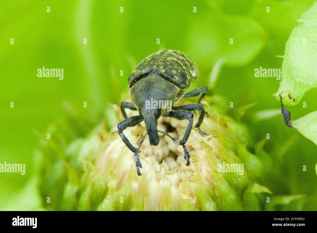 Cylindrical weevil hi-res stock photography and images - Alamy