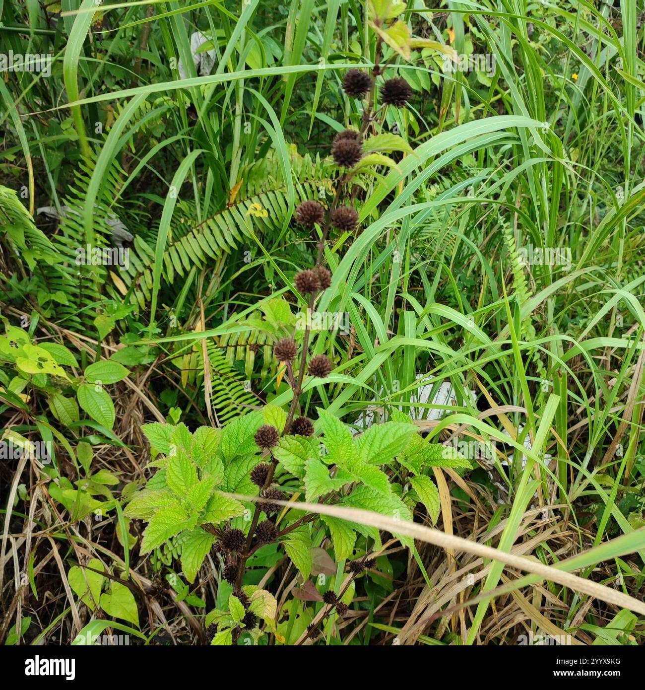 false ironwort (Hyptis capitata Stock Photo - Alamy