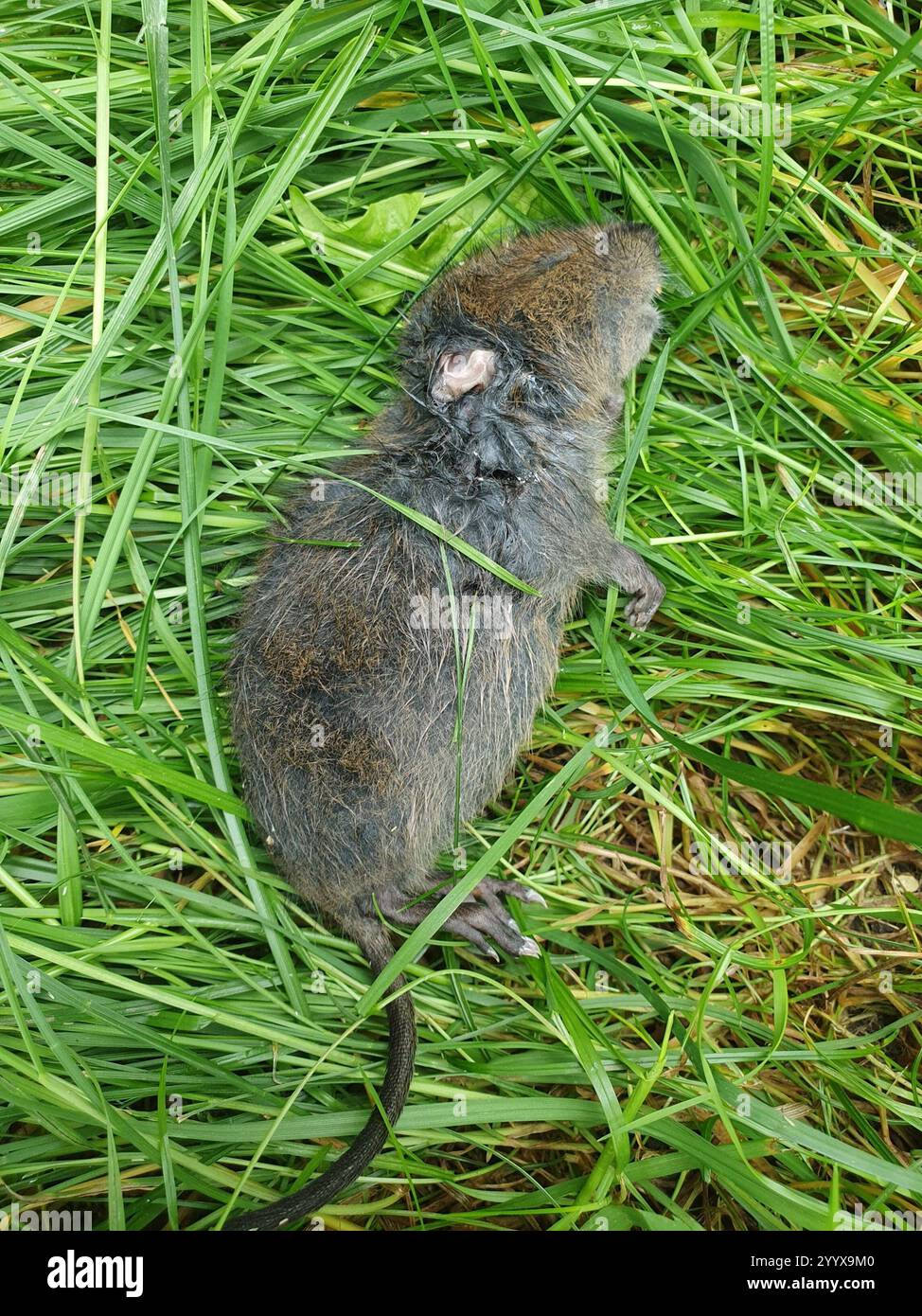 Voles, Lemmings, and Muskrats (Arvicolinae Stock Photo - Alamy