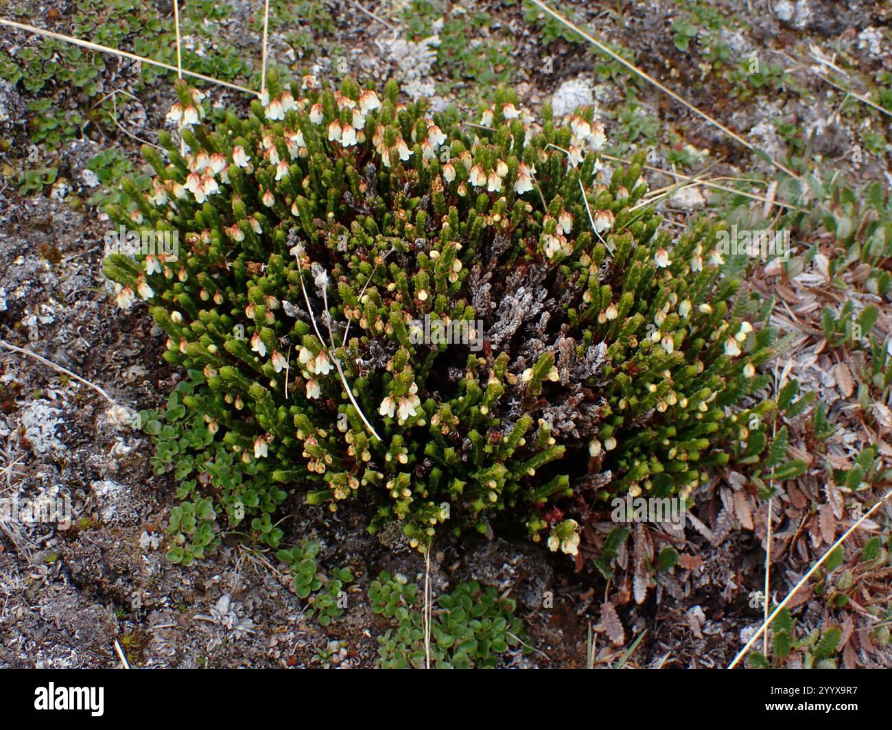 Arctic bell-heather (Cassiope tetragona Stock Photo - Alamy