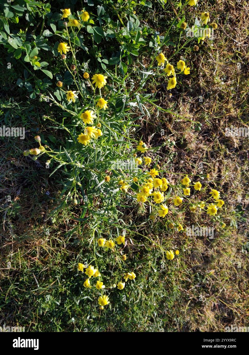 Madagascar Ragwort (Senecio madagascariensis Stock Photo - Alamy