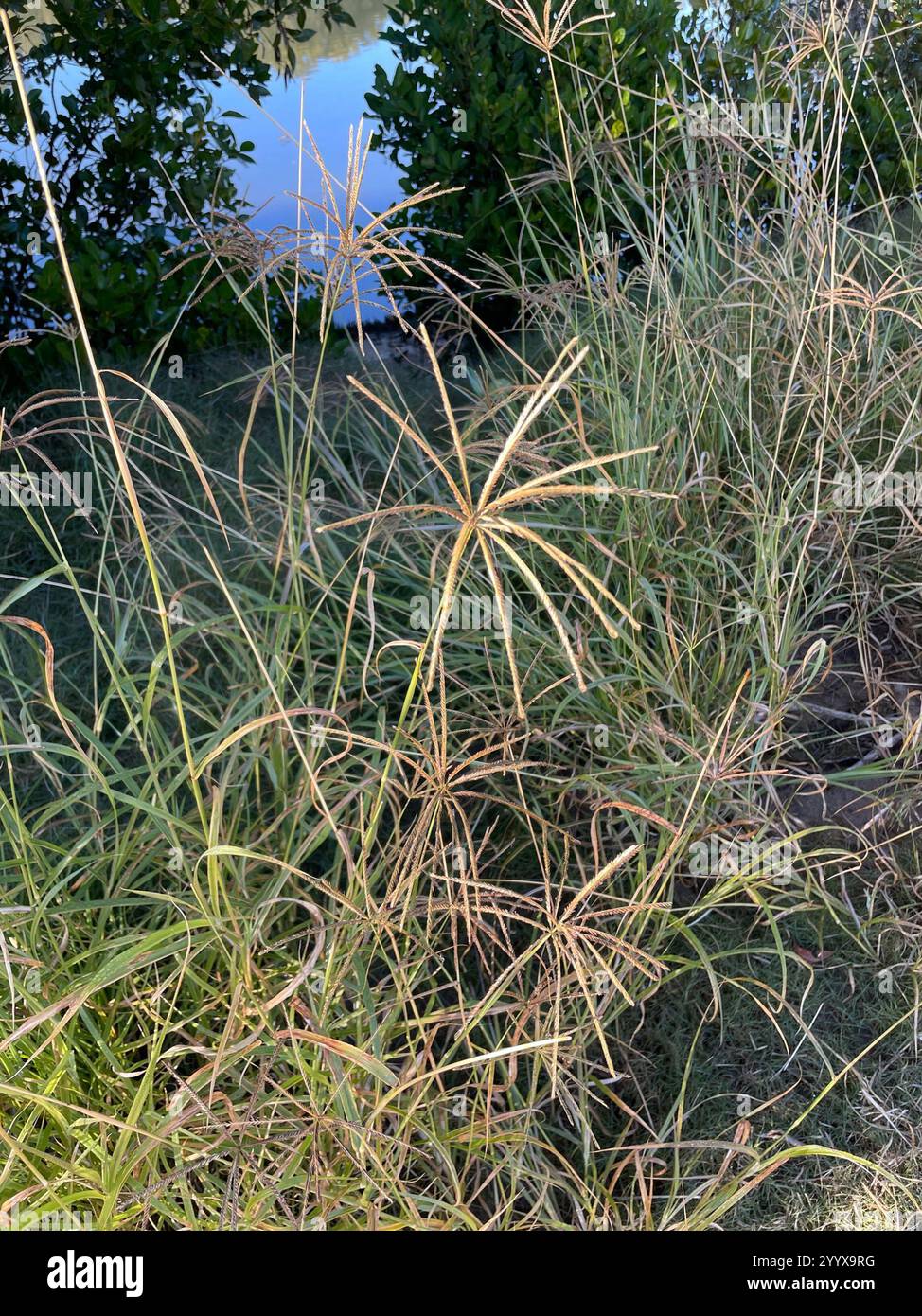 Rhodes Grass (Chloris gayana Stock Photo - Alamy