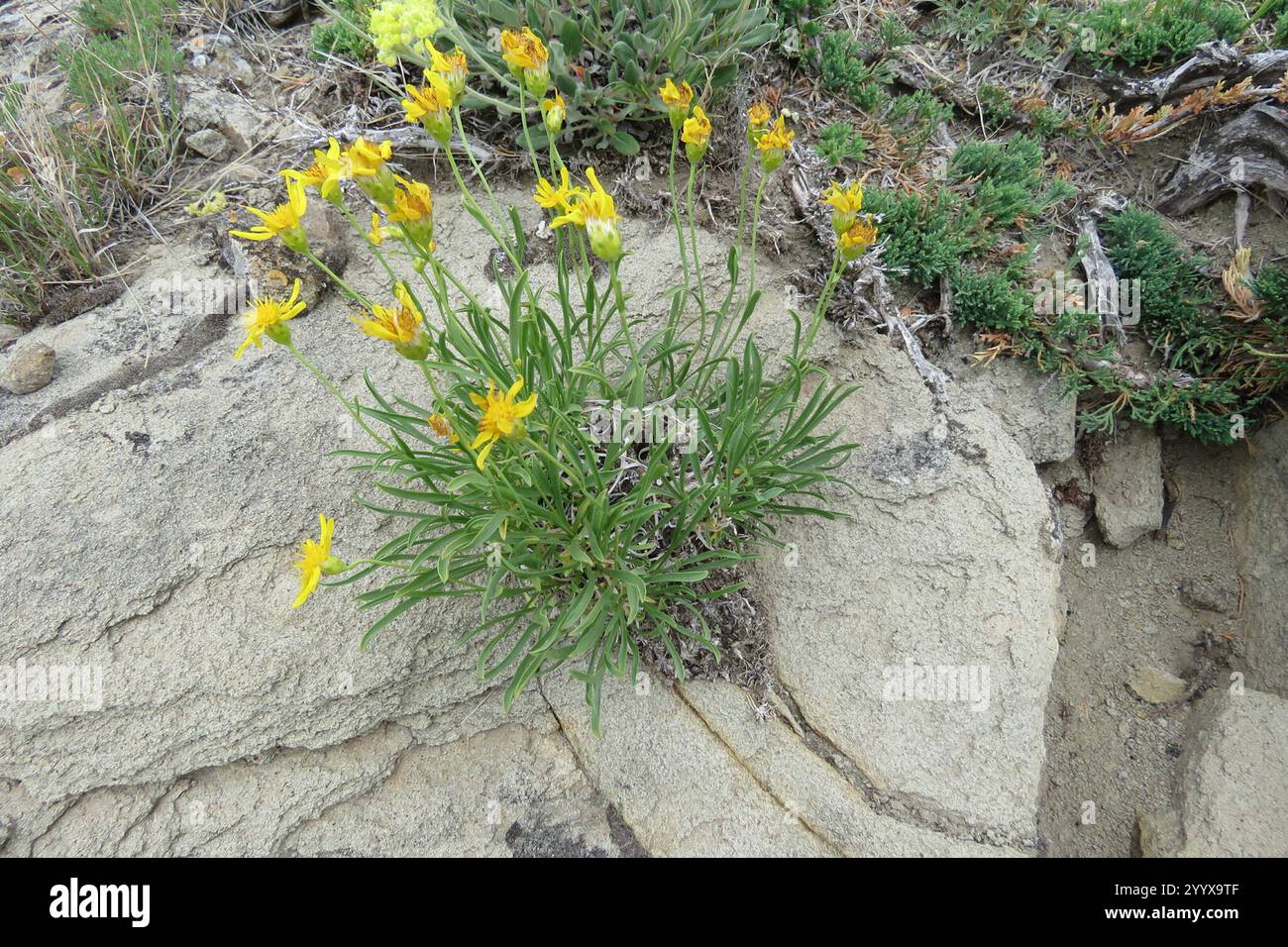 Thrift Mock Goldenweed (Stenotus armerioides Stock Photo - Alamy