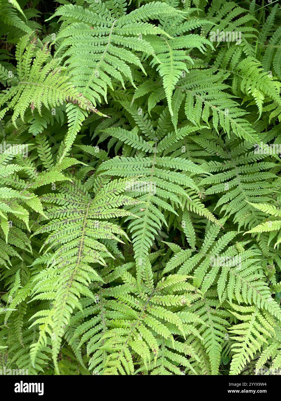 long beech fern (Phegopteris connectilis Stock Photo - Alamy