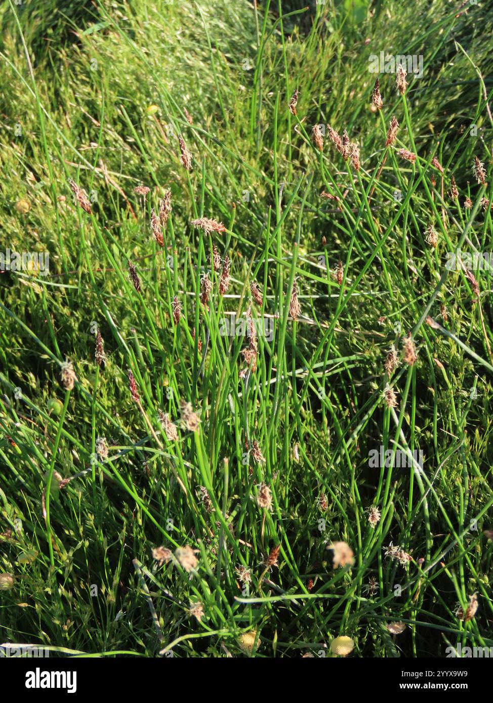 common spikerush (Eleocharis palustris Stock Photo - Alamy