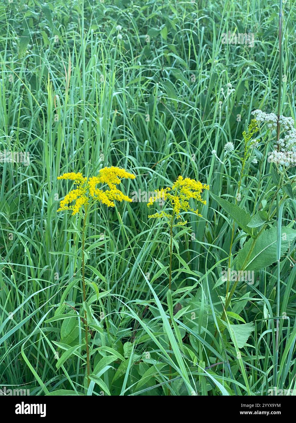 early goldenrod (Solidago juncea Stock Photo - Alamy
