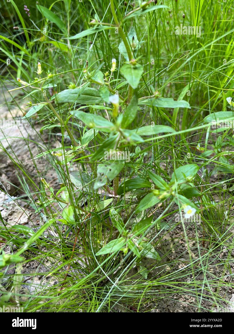 clammy hedge-hyssop (Gratiola neglecta Stock Photo - Alamy