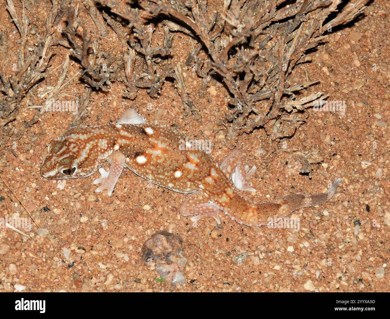 Namib Giant Ground Gecko (Chondrodactylus angulifer Stock Photo - Alamy