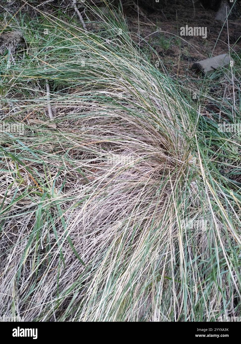 Poa cita hi-res stock photography and images - Alamy
